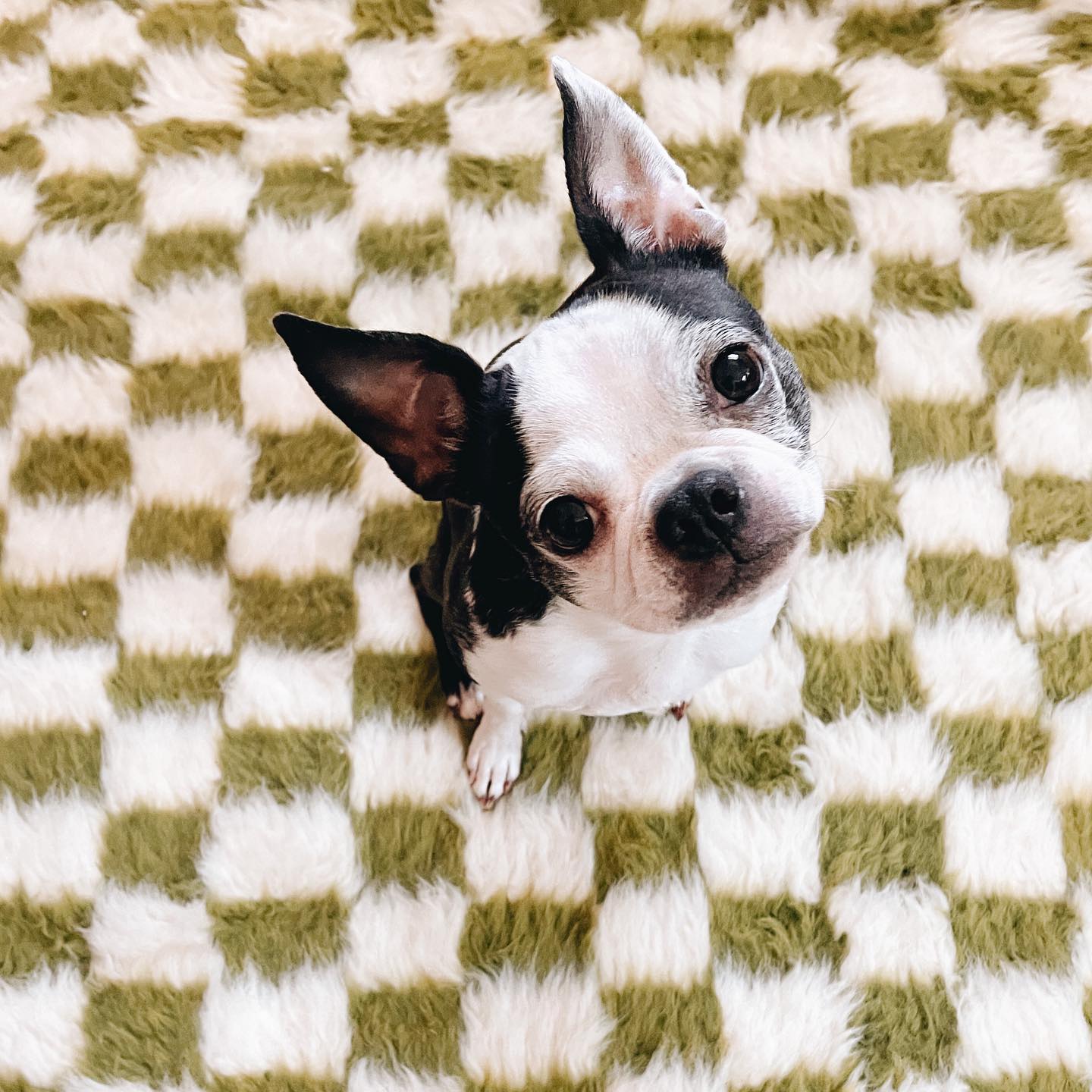 Checkered Moroccan Rug | Authentic Moroccan Checkered Wool Rugs Collection